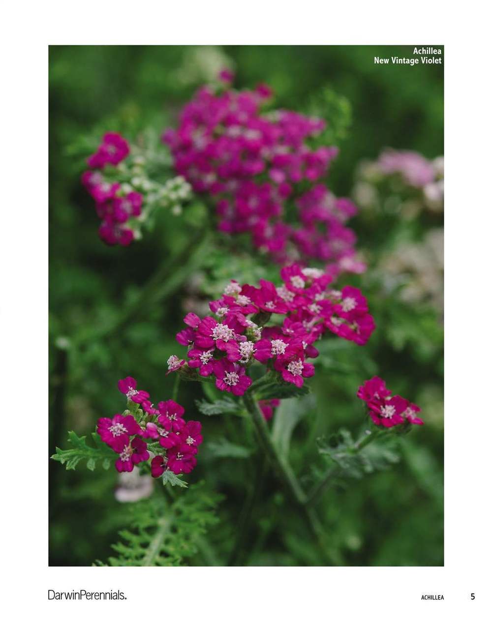 Yarrows: Plant Care and Collection of Varieties - Garden.org