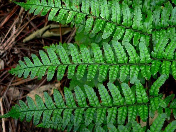 Photo of the leaves of Leatherleaf Fern (Rumohra adiantiformis) posted ...
