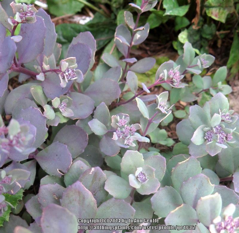 Sedums: Plant Care and Collection of Varieties - Garden.org