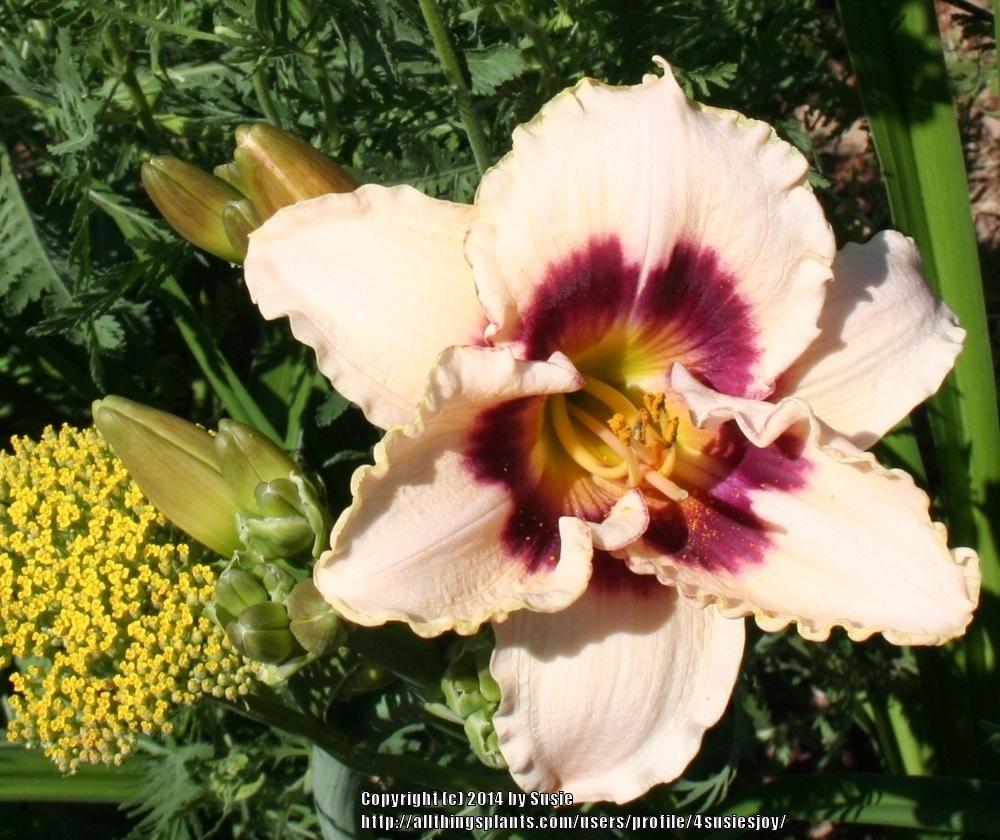 Photo of the bloom of Daylily (Hemerocallis 'Blueberry Candy') posted ...