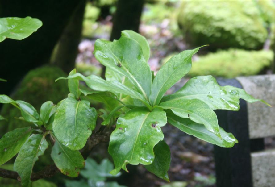 Papala Kepau (Ceodes wagneriana) - Garden.org