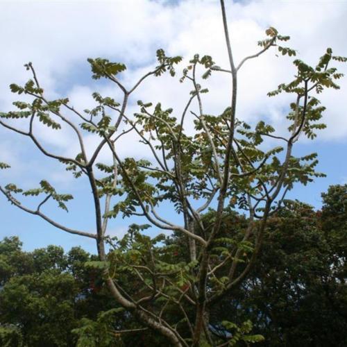 Pokulakalaka (Polyscias racemosa) - Garden.org