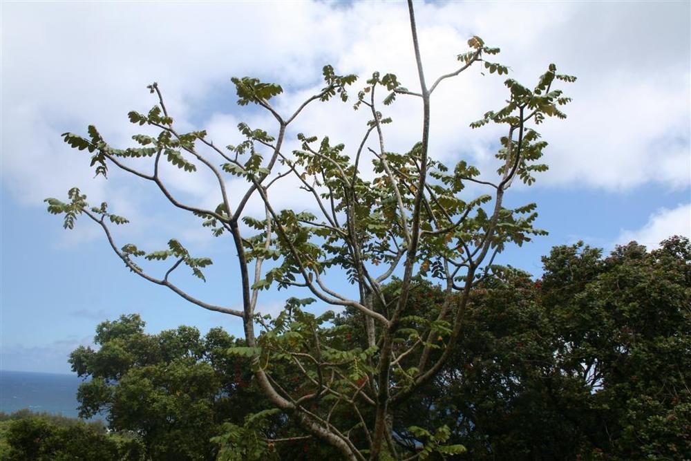 Photo of the entire plant of Pokulakalaka (Polyscias racemosa) posted ...