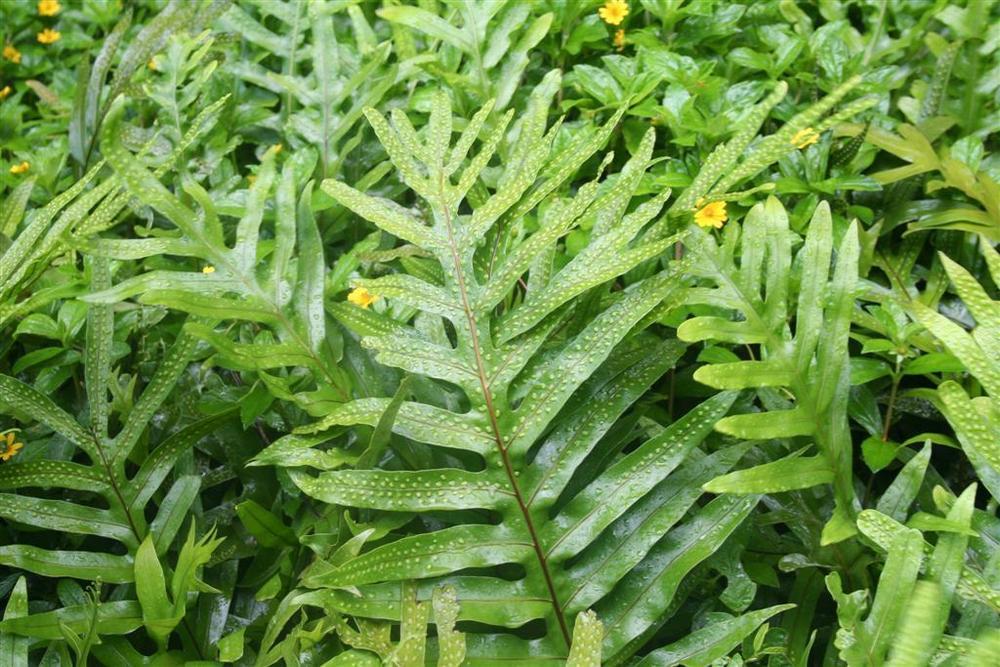 Wart Fern (Phymatosorus grossus) - Garden.org