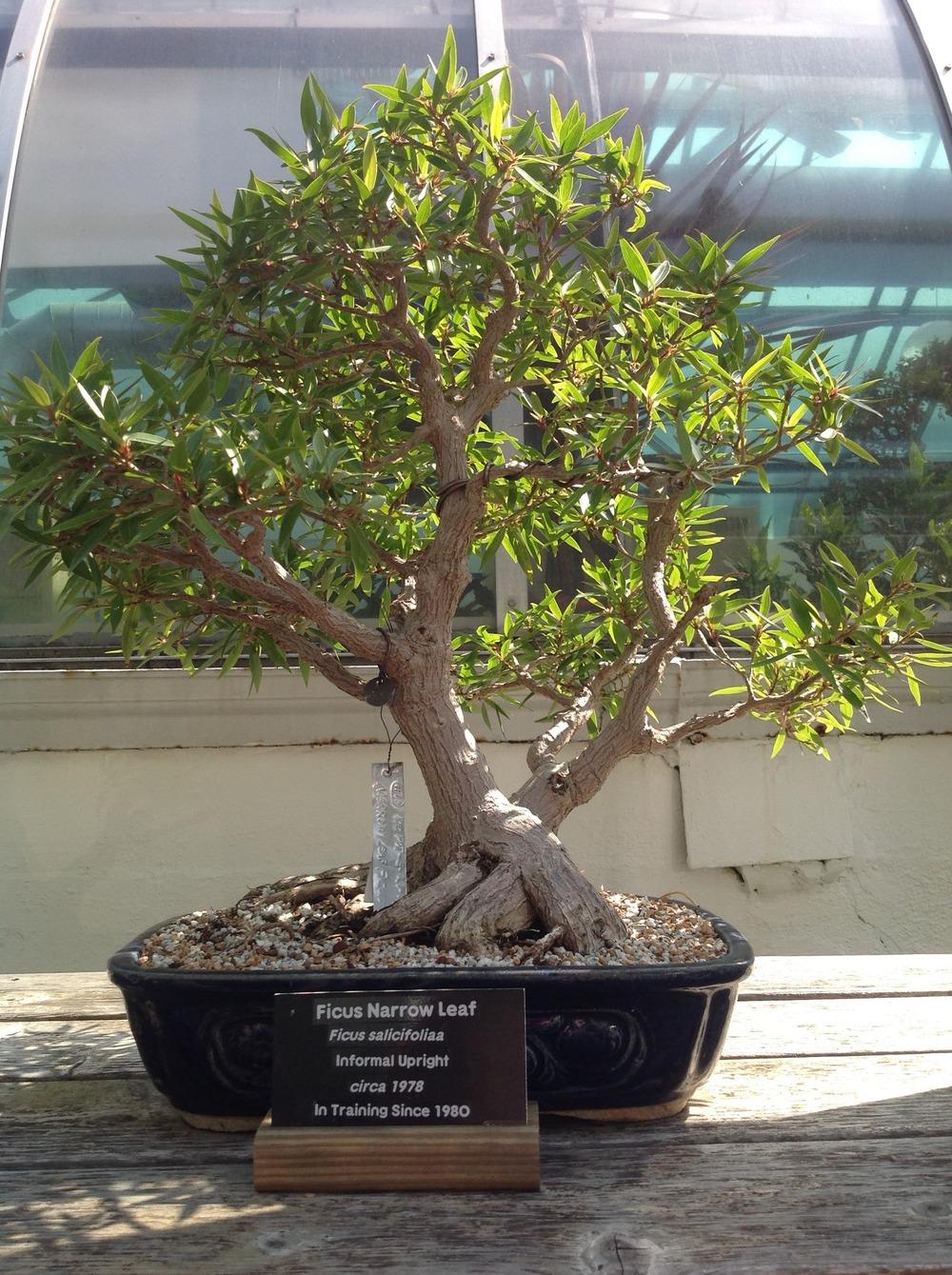 Photo of the entire plant of Ficus cordata subsp. salicifolia posted by ...
