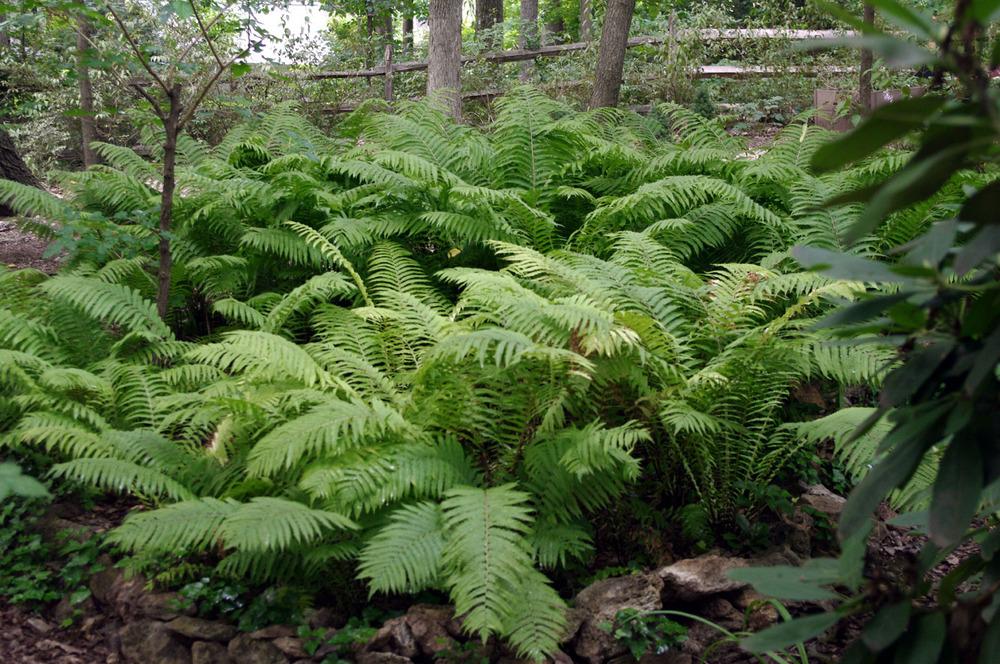 Athyrium Filix Femina