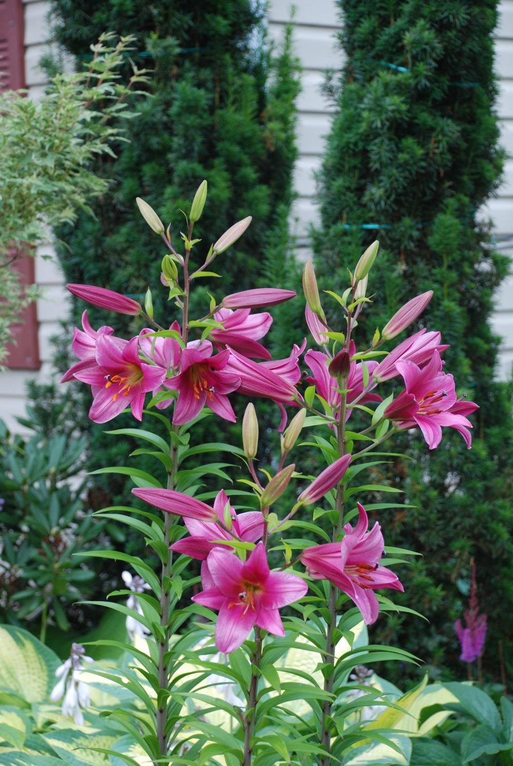Photo of the entire plant of Lily (Lilium 'Purple Prince') posted by ...