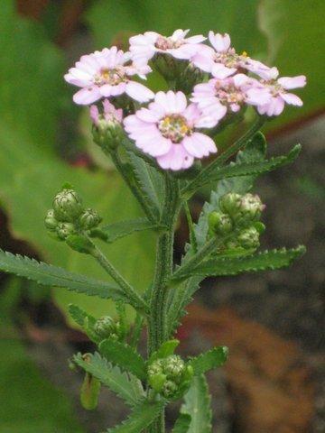 Yarrow (Achillea alpina subsp. camtschatica) in the Yarrows Database ...