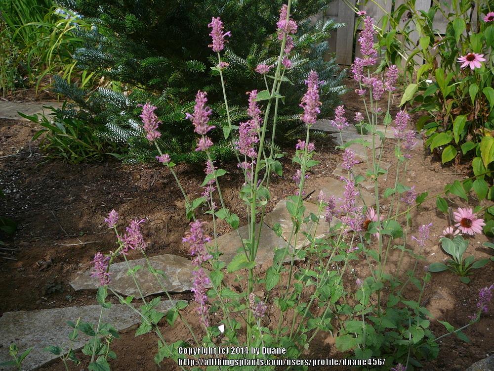 Photo of the entire plant of Hyssop (Agastache 'Arcado Pink') posted by ...