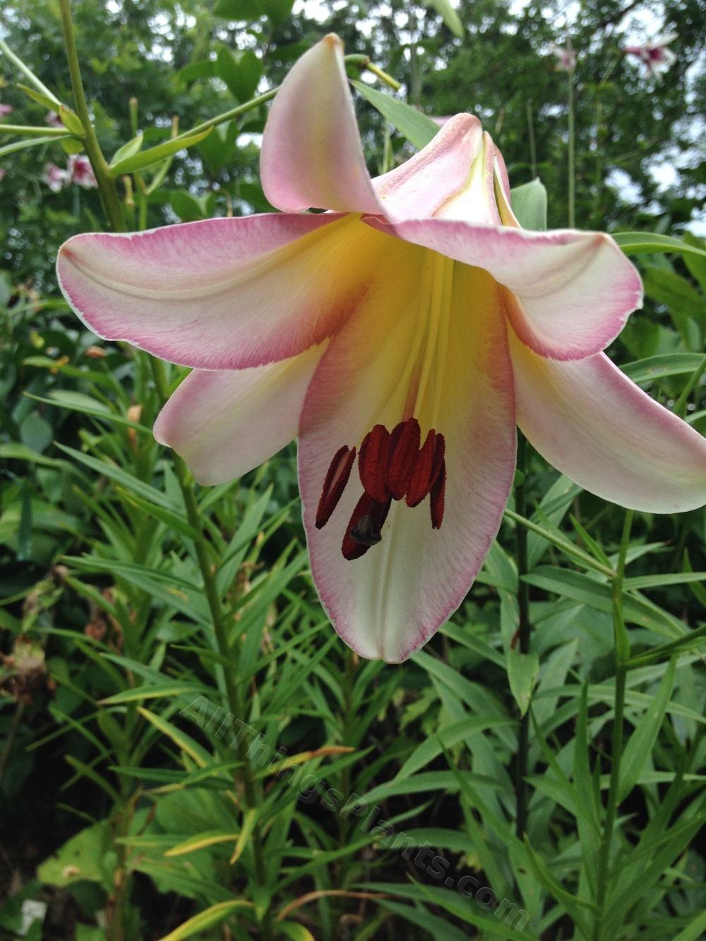Photo of the bloom of Lily (Lilium 'Beijing Moon') posted by ...