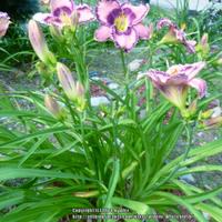 Photo of the entire plant of Daylily (Hemerocallis 'Carla Ruth') posted ...