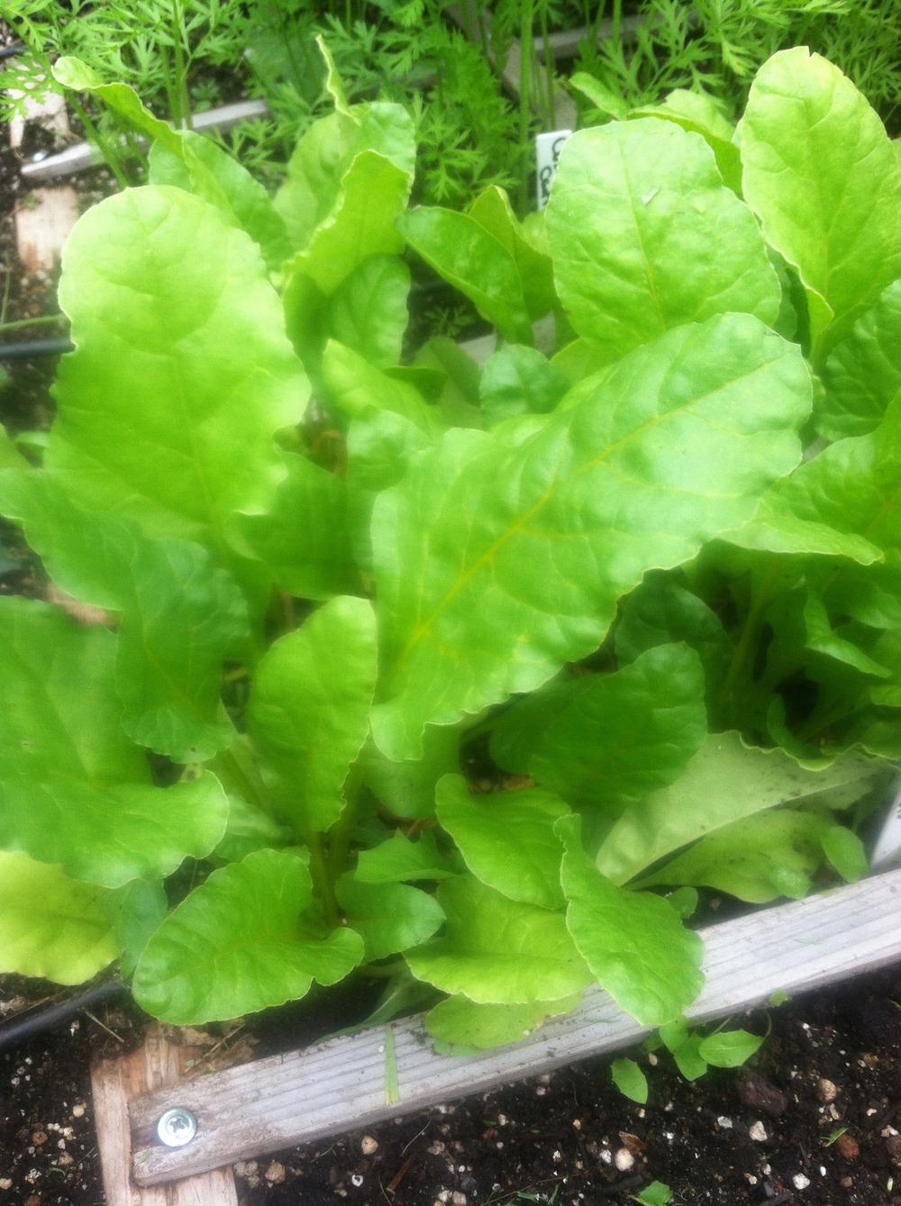 Beet (Beta vulgaris 'Boldor') in the Beets Database - Garden.org