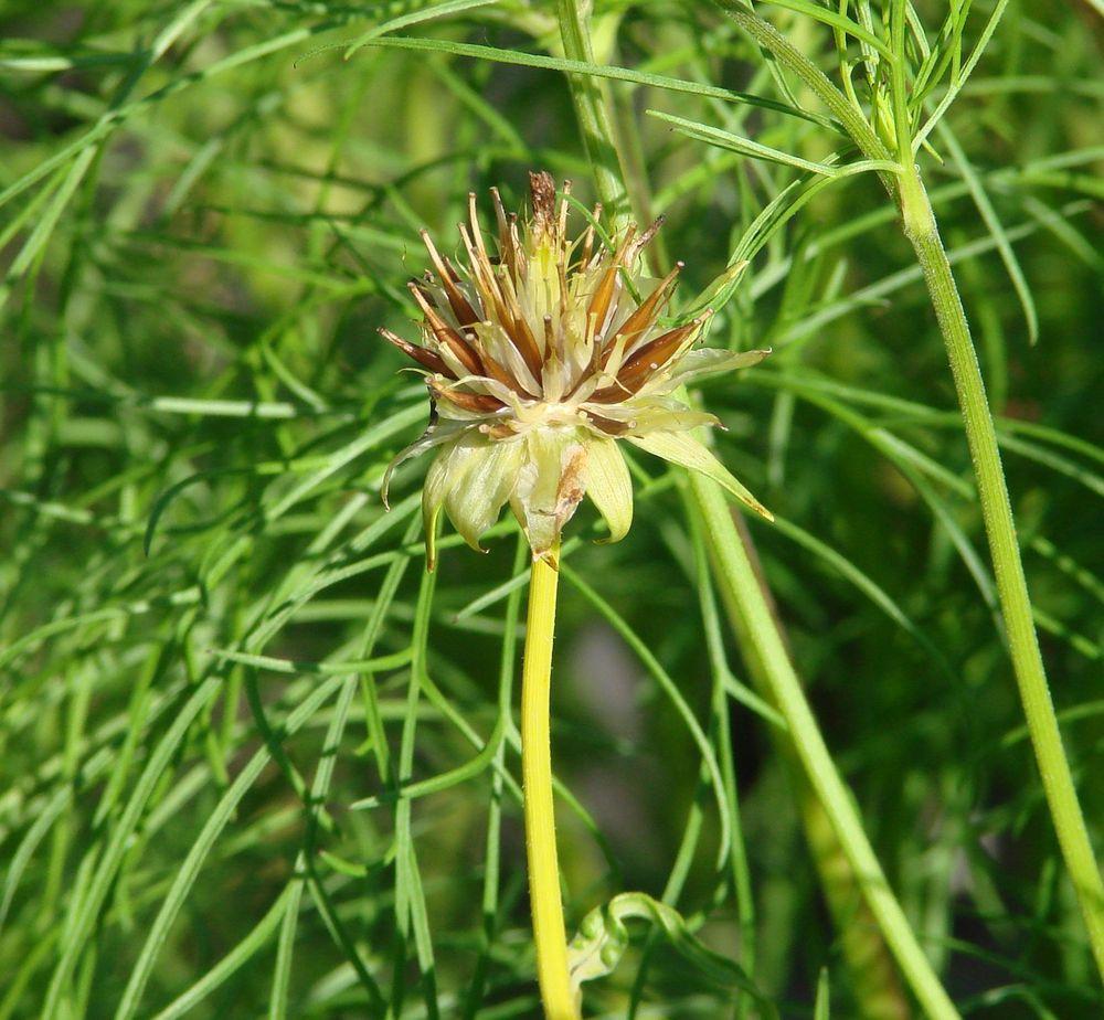 Photo of the seed pods or heads of Common Cosmos (Cosmos bipinnatus ...