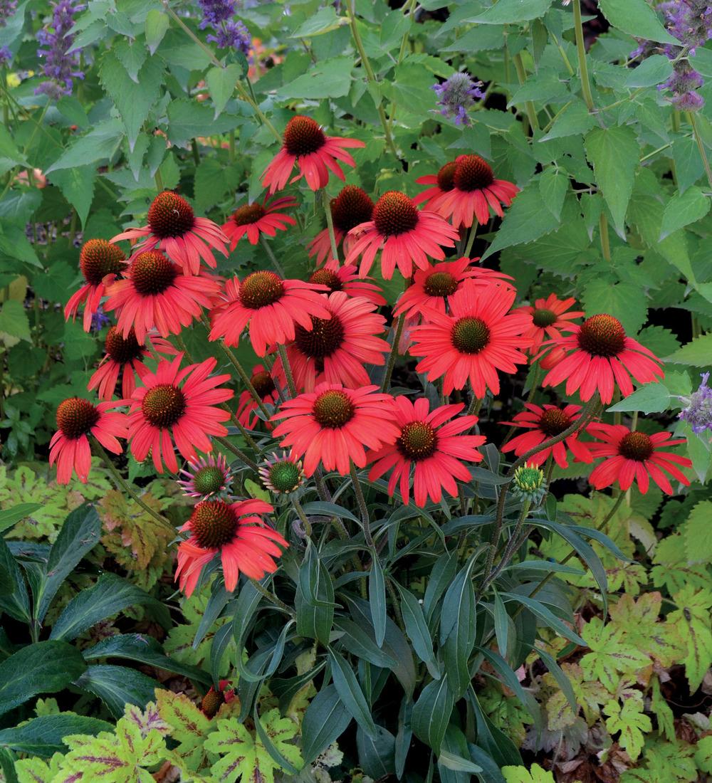 Coneflower (Echinacea 'Dixie Scarlet') in the Coneflowers Database ...