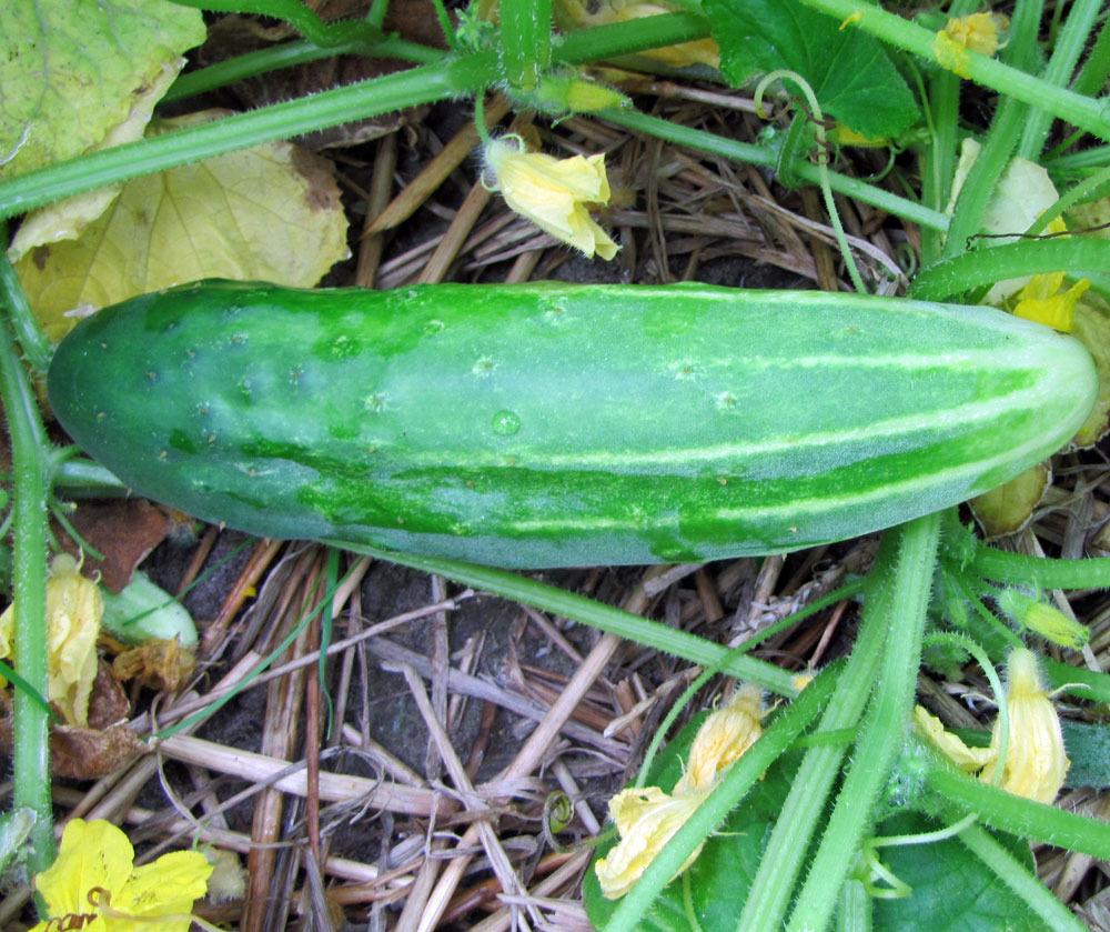 Cucumber (Cucumis sativus 'Early Fortune') in the Cucumbers Database ...
