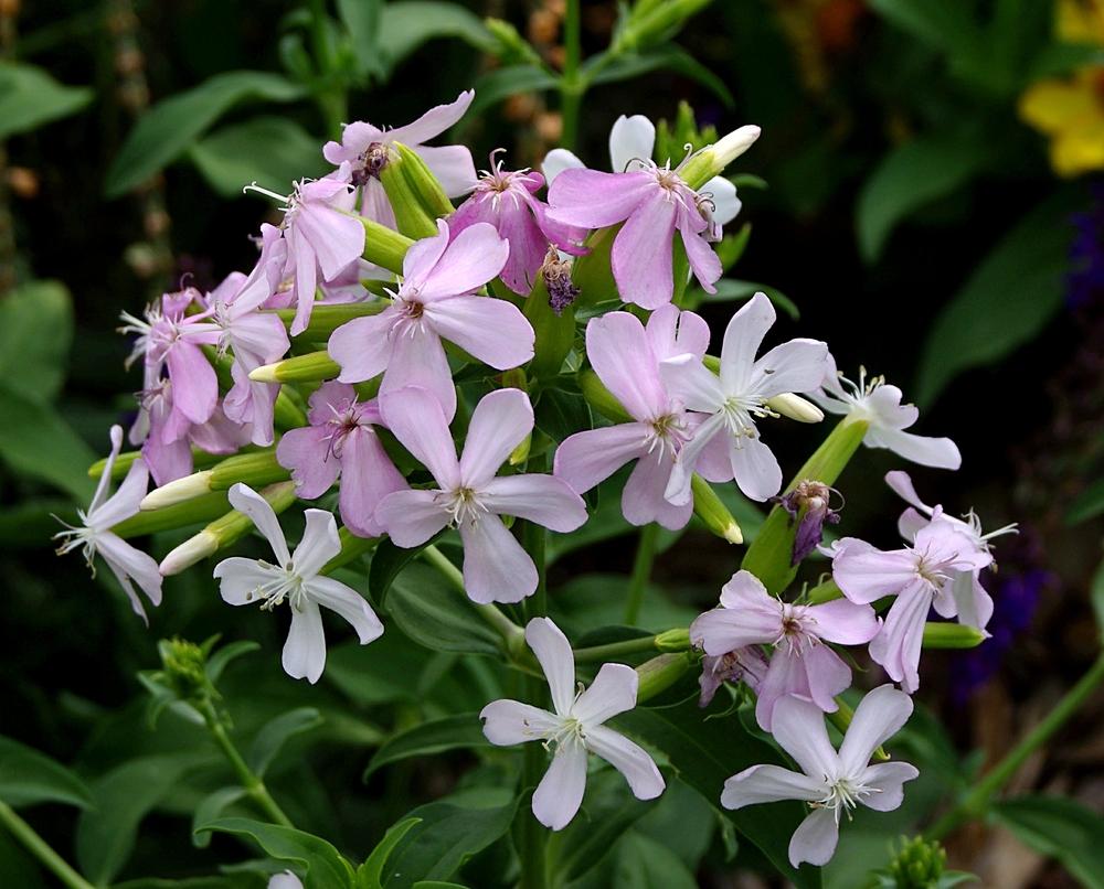 Soapwort (Saponaria officinalis) - Garden.org