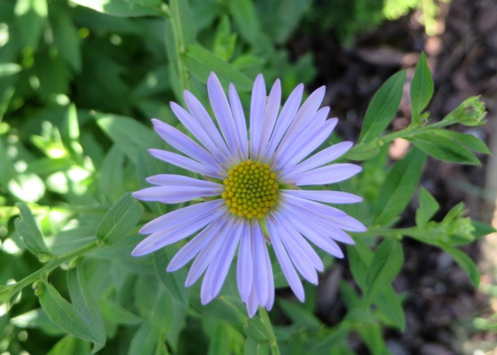 Photo of the bloom of False Chamomile (Boltonia asteroides var ...
