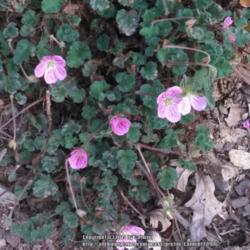 Alpine Geranium (Erodium reichardii 'Charm') in the Erodiums Database ...