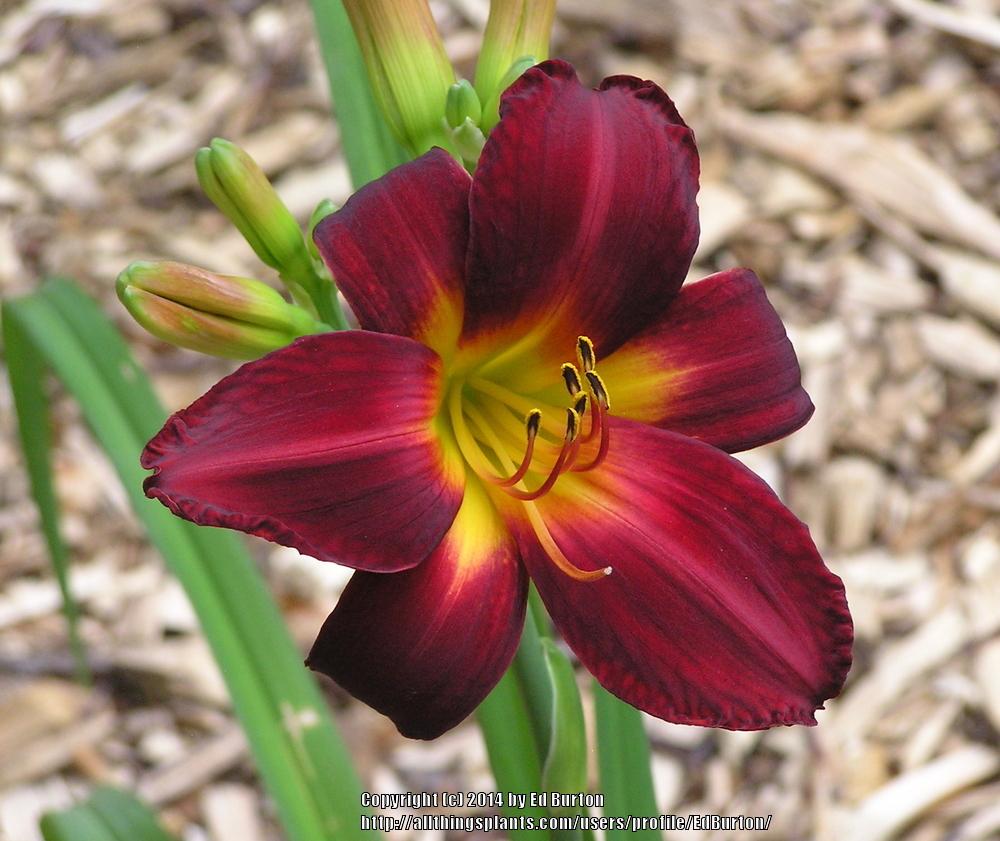 Daylily (Hemerocallis 'Vesuvian Ruby') in the Daylilies Database ...