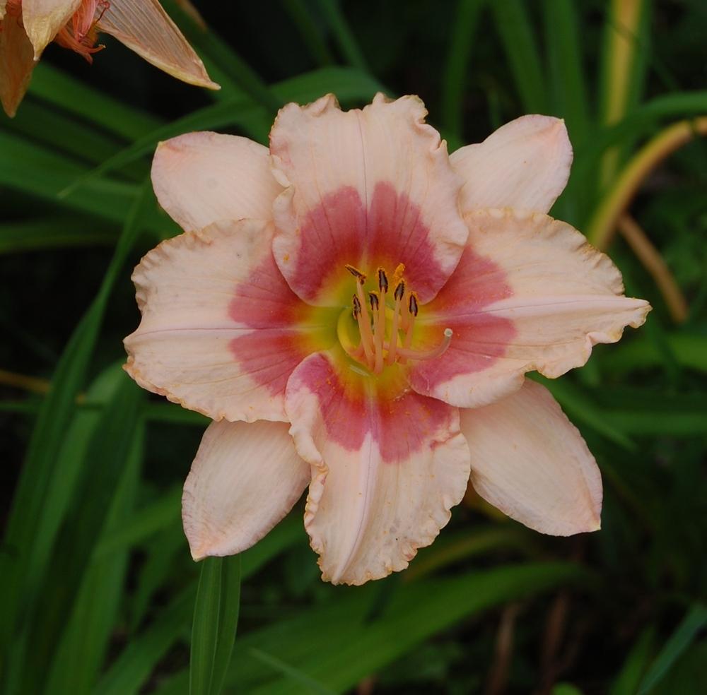 Photo of the bloom of Daylily (Hemerocallis 'Exotic Candy') posted by ...