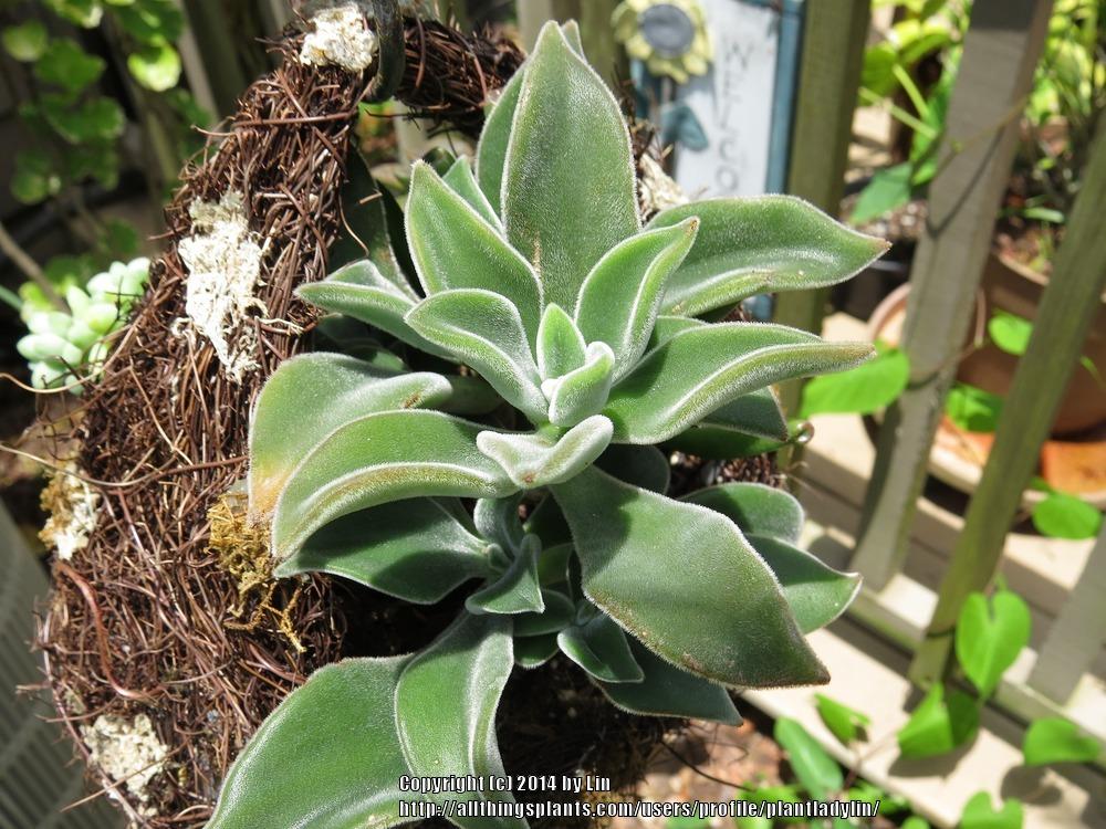 Photo of the entire plant of Conchita Escarlata (Echeveria coccinea ...