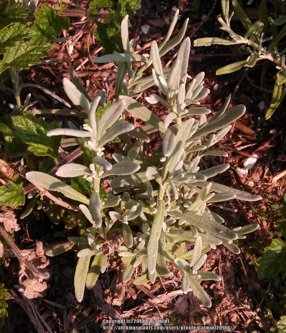 Lavender (Lavandula angustifolia 'Silver Mist') in the Lavenders ...