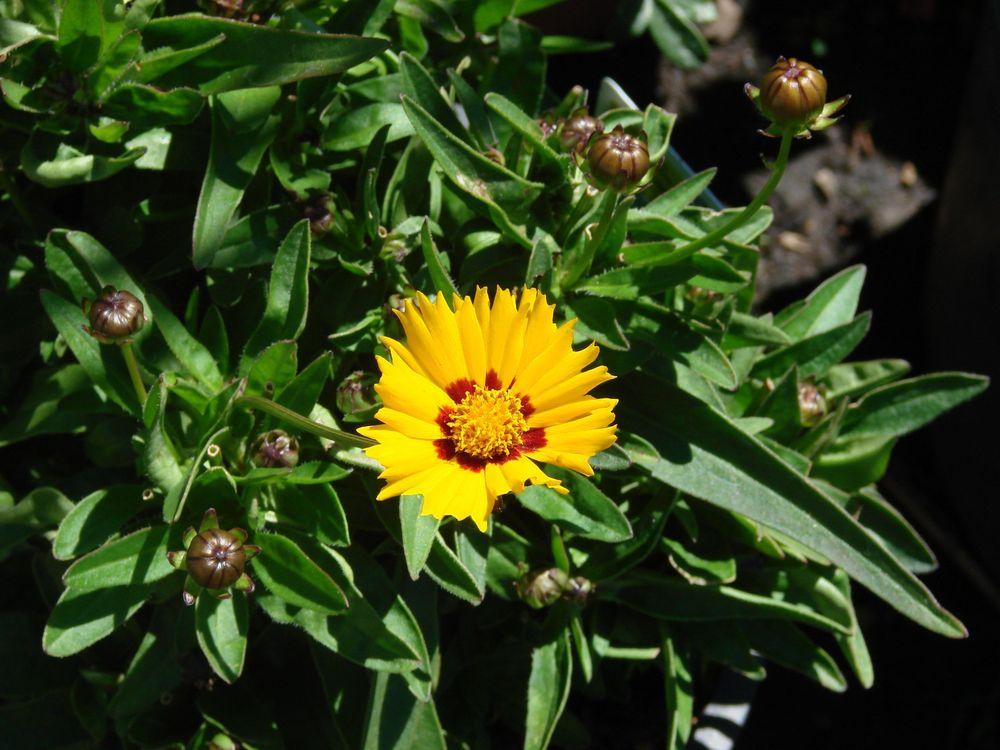 Photo of the bloom of Tickseed Coreopsis (Coreopsis grandiflora ...