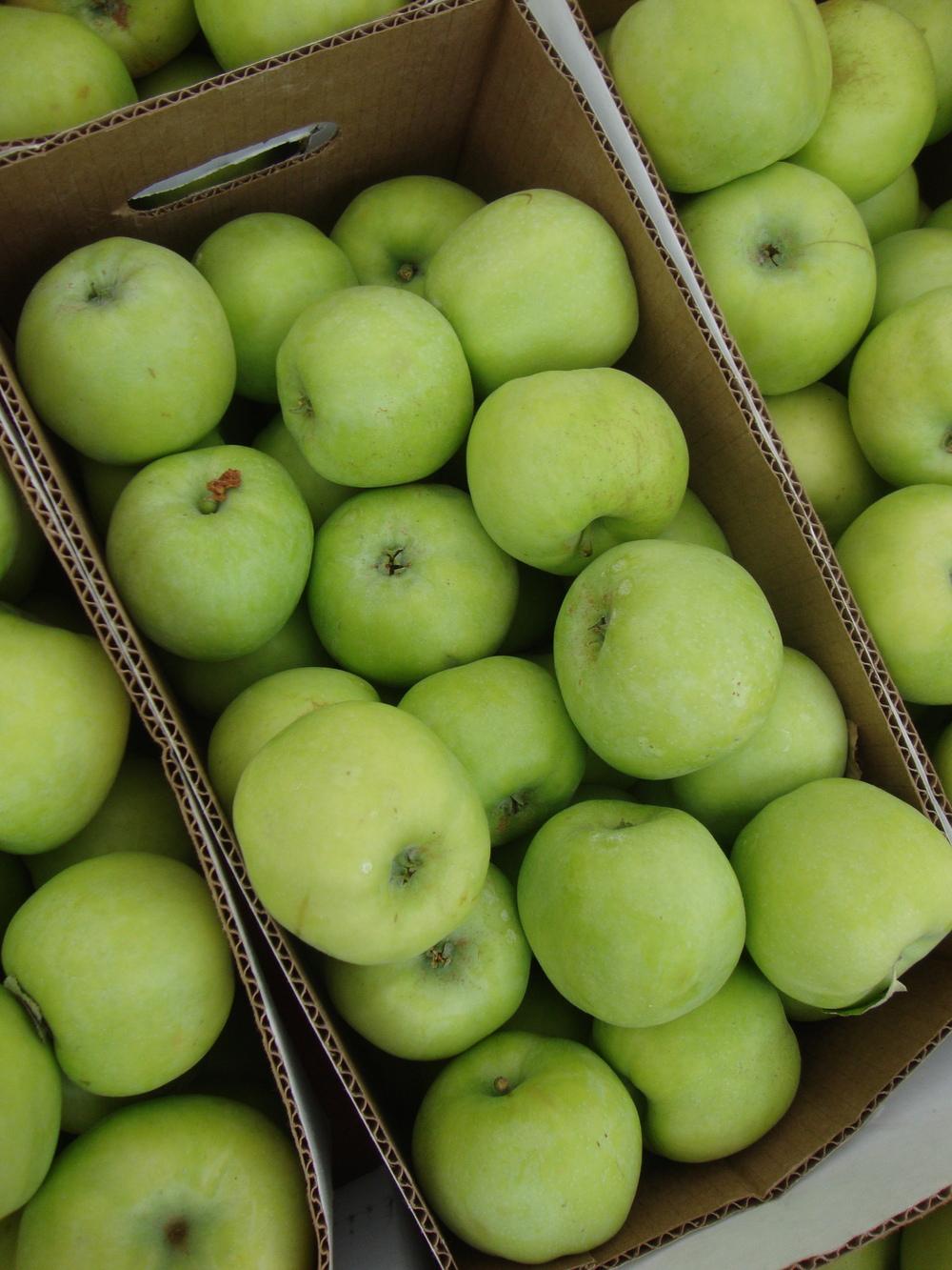 Apple (Malus domestica 'Gravenstein') in the Apples Database - Garden.org