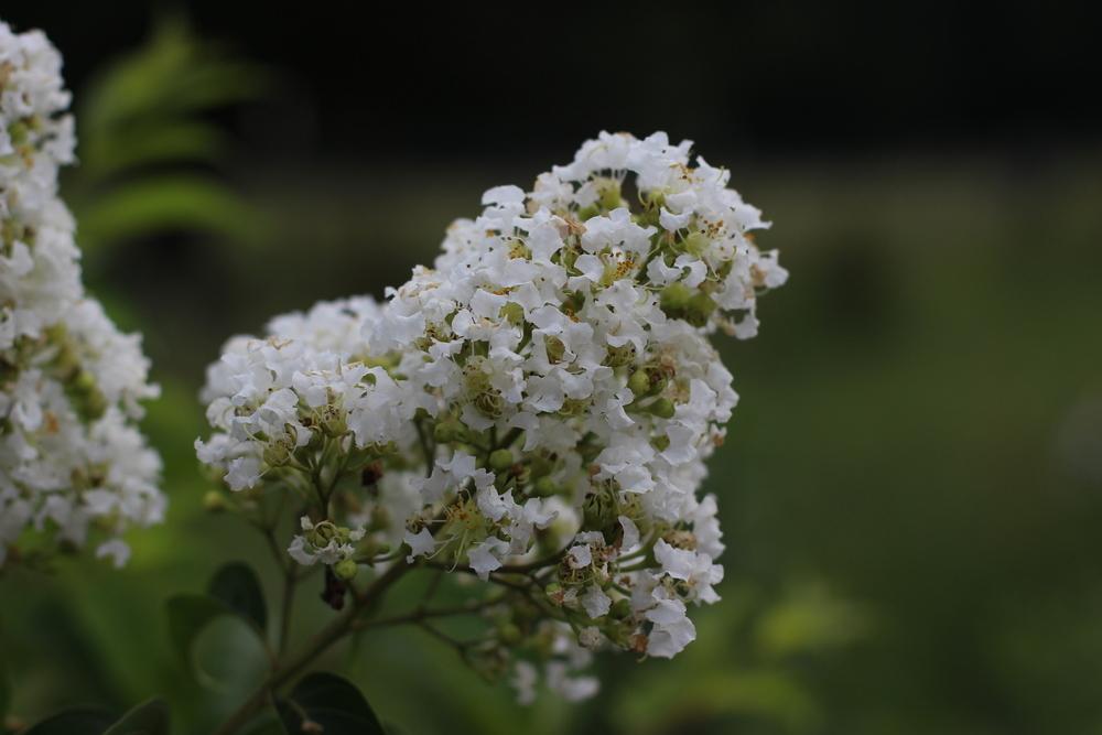 Crepe Myrtles: Plant Care and Collection of Varieties - Garden.org
