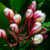 Plumerias: Plant Care and Collection of Varieties - Garden.org