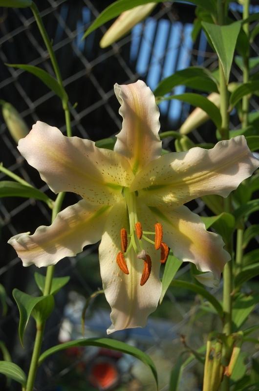 Photo of the bloom of Lily (Lilium 'Elusive') posted by pixie62560 ...