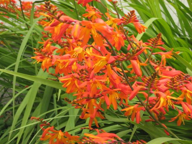 Crocosmias: Plant Care and Collection of Varieties - Garden.org