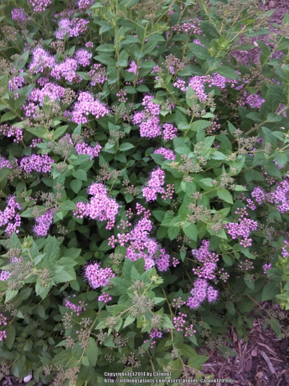 Japanese Spirea (Spiraea japonica 'Little Princess') in the Spiraeas ...