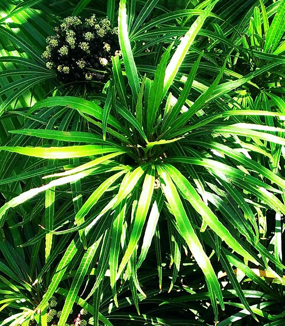 Photo of the leaves of Miagos Bush (Osmoxylon lineare) posted by ...