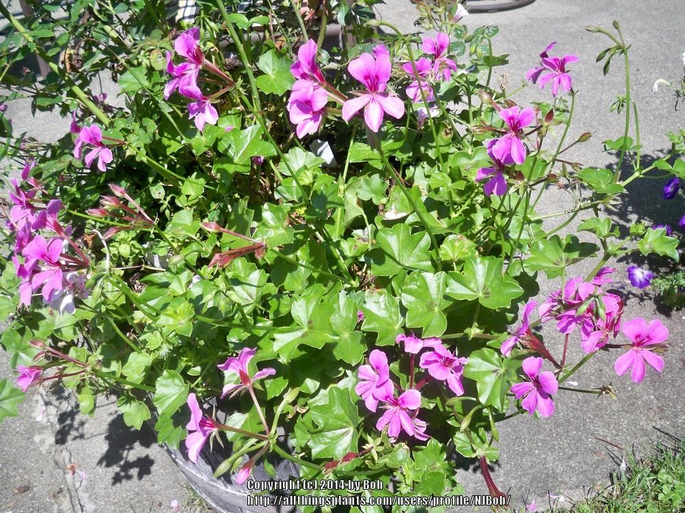 Ivy Geranium (Pelargonium peltatum Blizzard® Blue) in the Pelargoniums ...