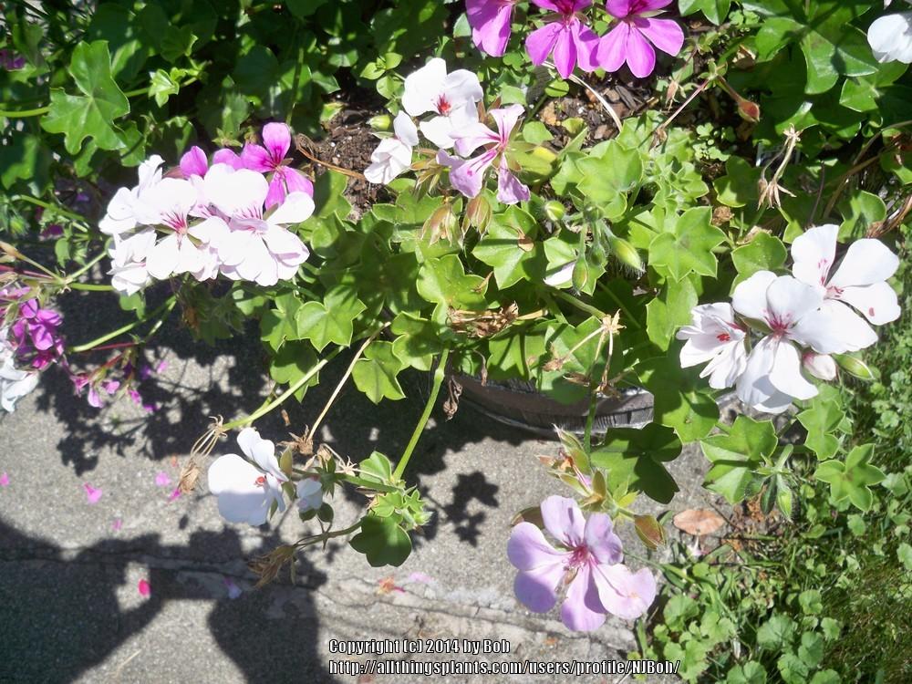 Photo of the entire plant of Ivy Geranium (Pelargonium peltatum ...