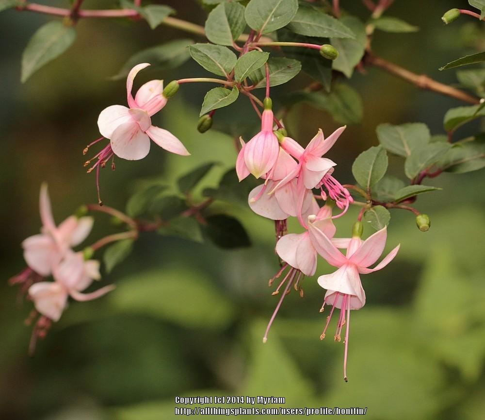 Photo of the bloom of Fuchsia 'Elma' posted by bonitin - Garden.org