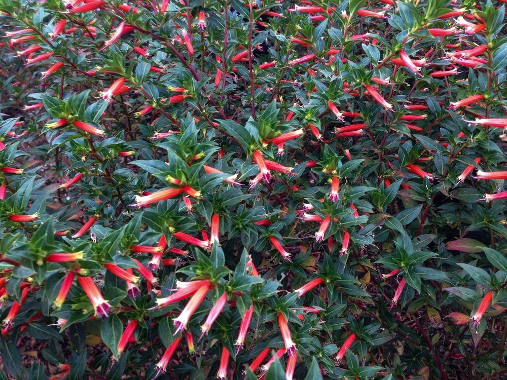 Photo of the entire plant of Large Firecracker Plant (Cuphea ...