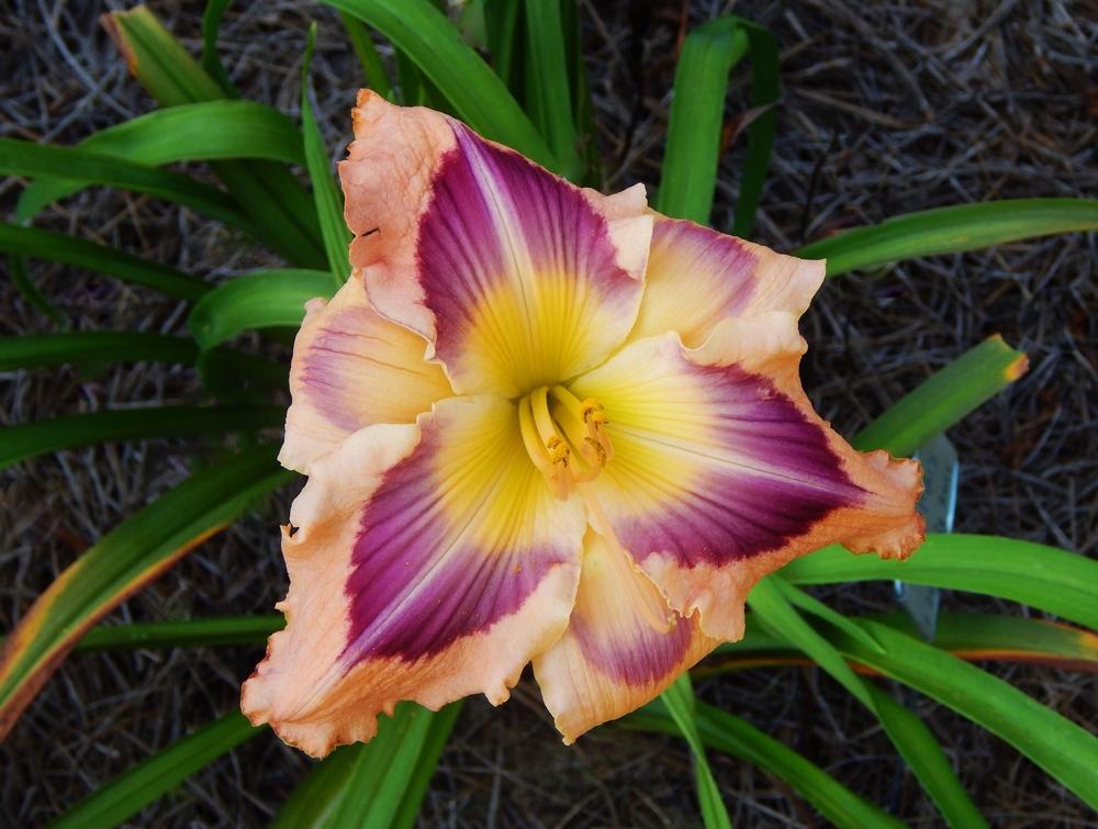 Photo of the bloom of Daylily (Hemerocallis 'Tully Mars') posted by ...