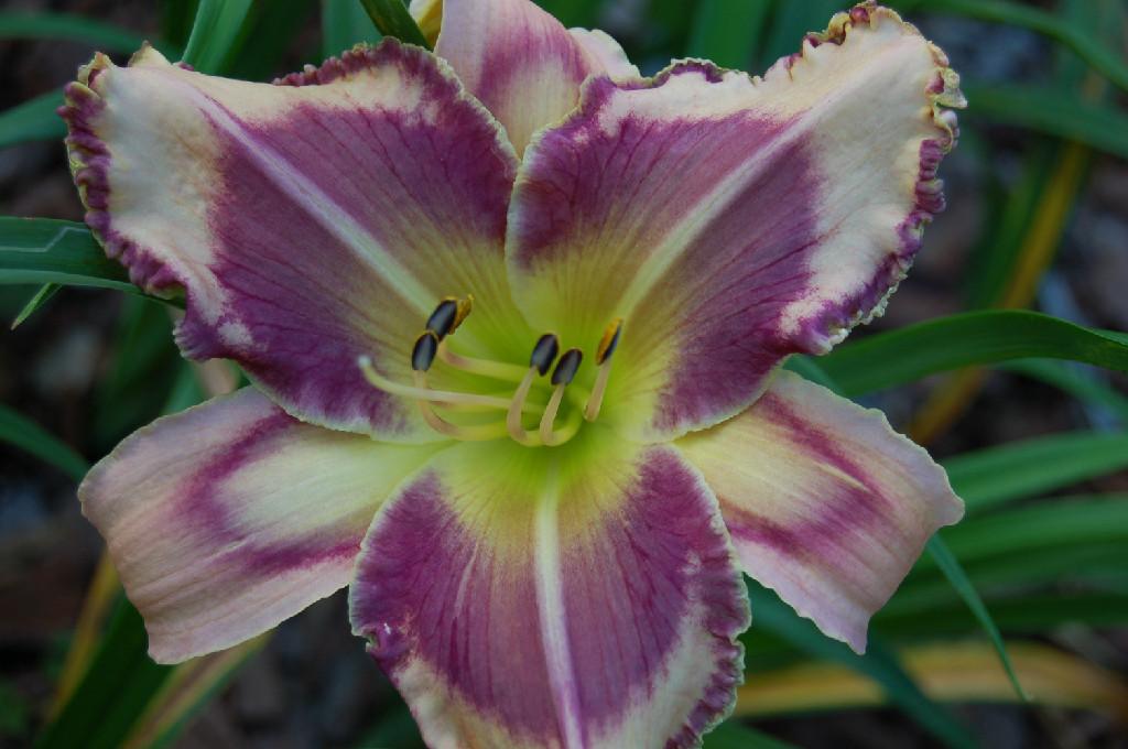 Daylily (Hemerocallis 'Cleo Catra') in the Daylilies Database - Garden.org