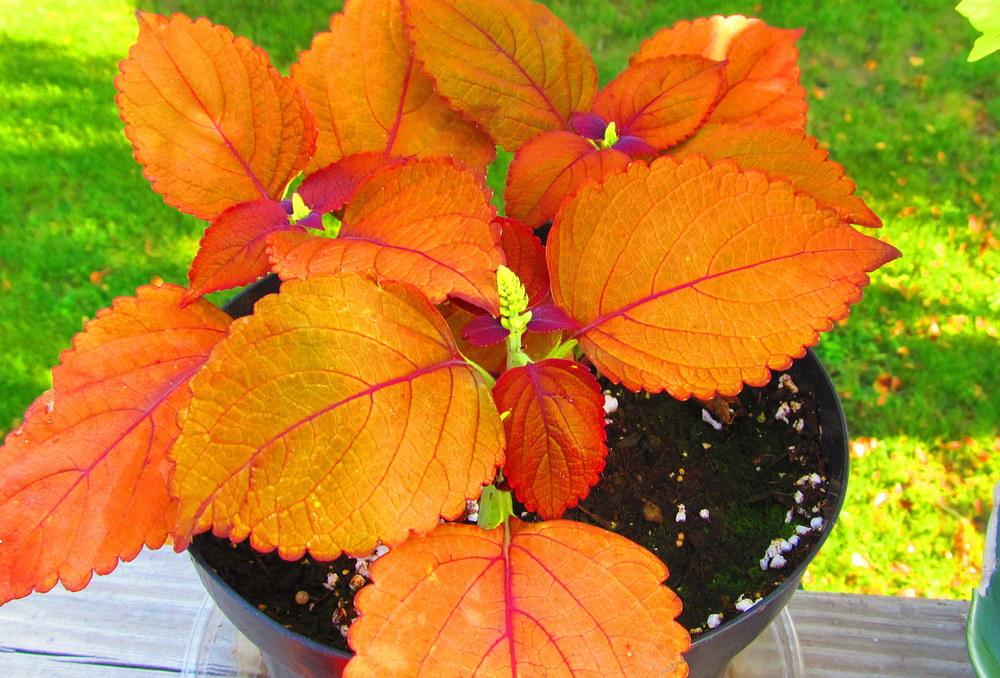 Coleus: Plant Care and Collection of Varieties - Garden.org
