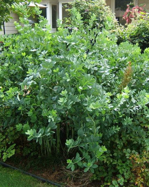 Baptisias: Plant Care and Collection of Varieties - Garden.org