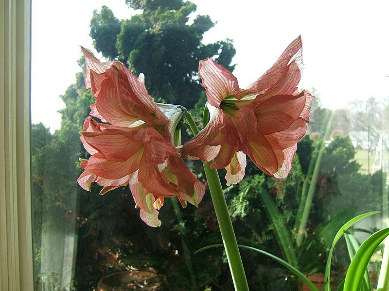 Photo of the leaves of Amaryllis (Hippeastrum 'Zombie') posted by pirl ...