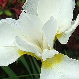 Photo of the closeup of buds, sepals and receptacles of Siberian Iris ...