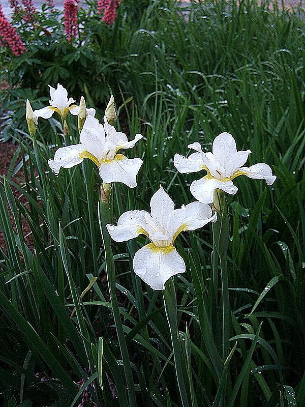 Photo of the entire plant of Siberian Iris (Iris 'Moon Silk') posted by ...