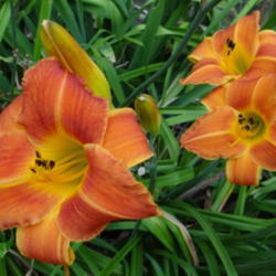 Daylily (Hemerocallis 'Bright Sunset') in the Daylilies Database ...
