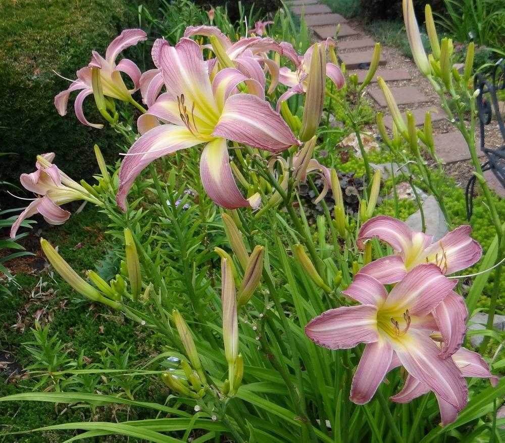 Photo of the bloom of Daylily (Hemerocallis 'Lilting Belle') posted by ...