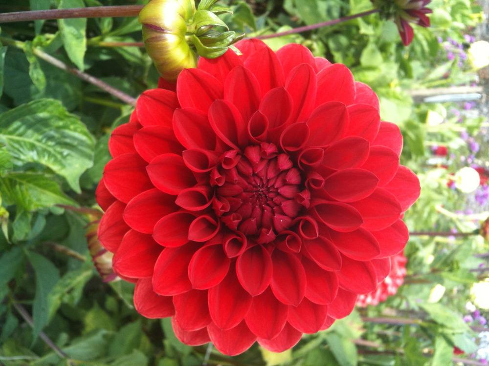 Dahlia 'Ruby' in the Dahlias Database - Garden.org
