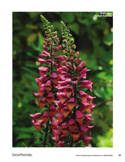 Foxgloves: Plant Care and Collection of Varieties - Garden.org