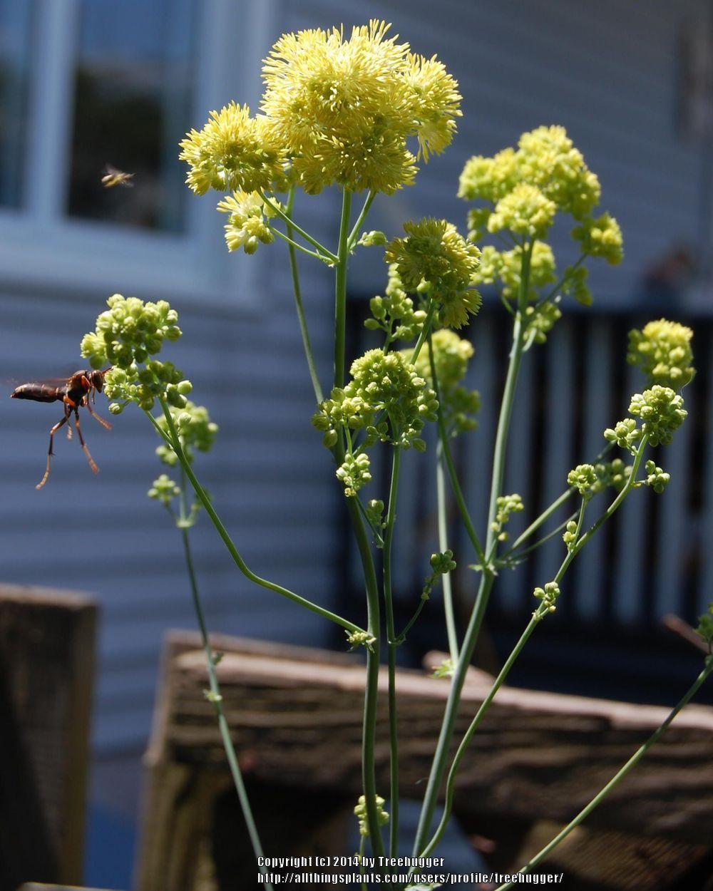 Thalictrum speciosissimum - Garden.org